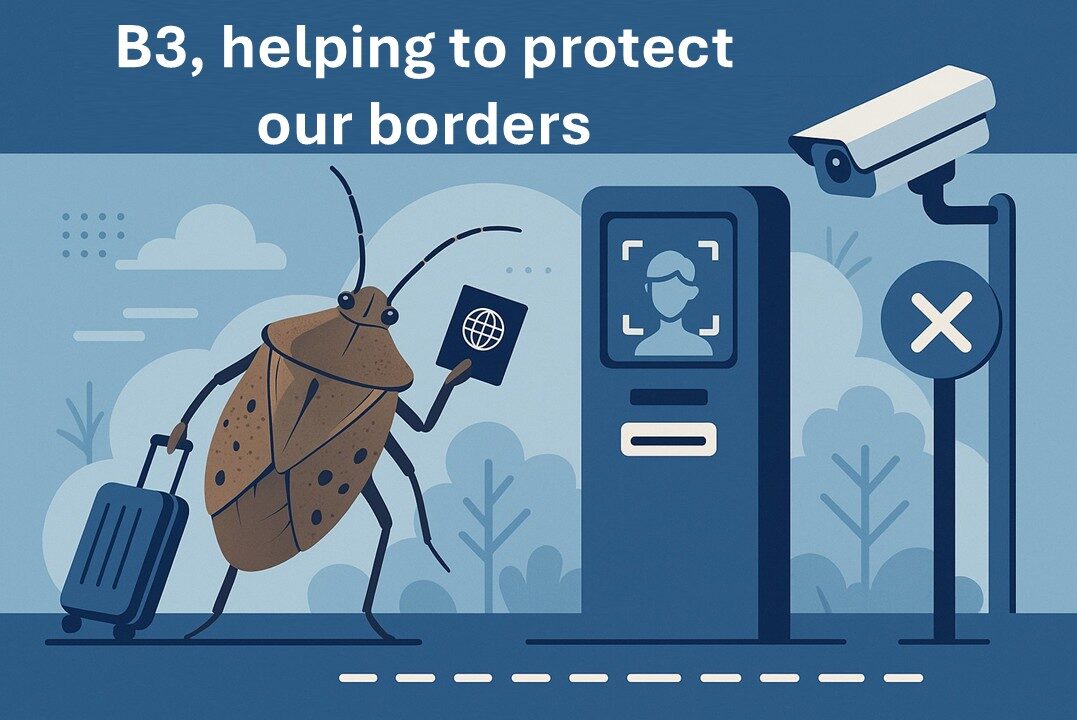 Our research helps detect stink bug - B3 | Science Solutions for Better ...